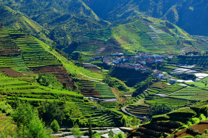 Jawa – wyspa pieprzu i wanilii - Bankier.pl